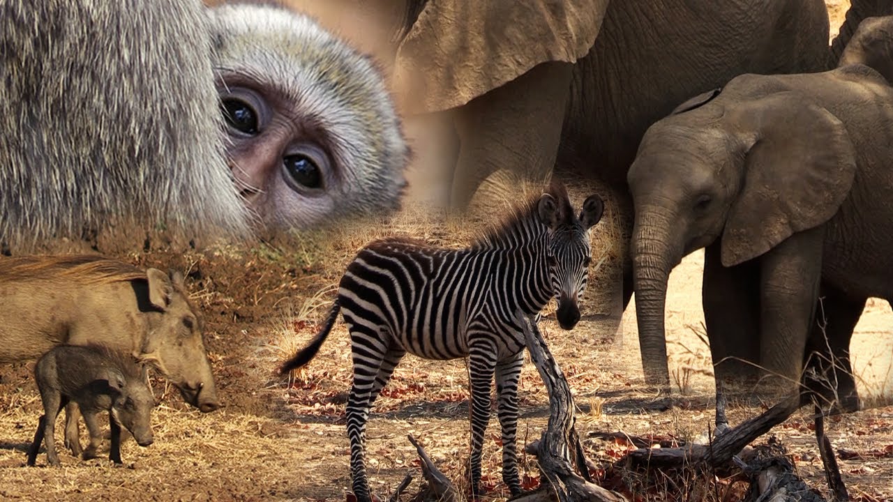 Cute Baby African Animals with Chill Music - YouTube