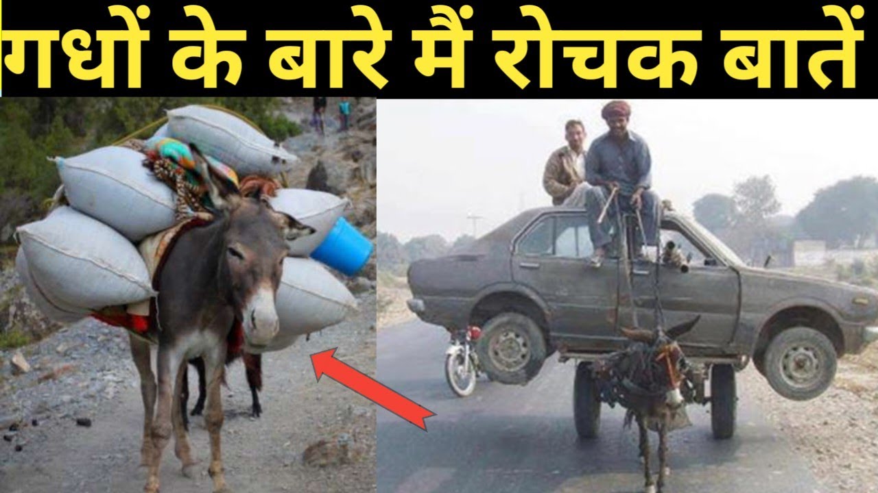गधे के बारे में 22 रोचक तथ्य || Interesting facts about Donkey in Hindi ...