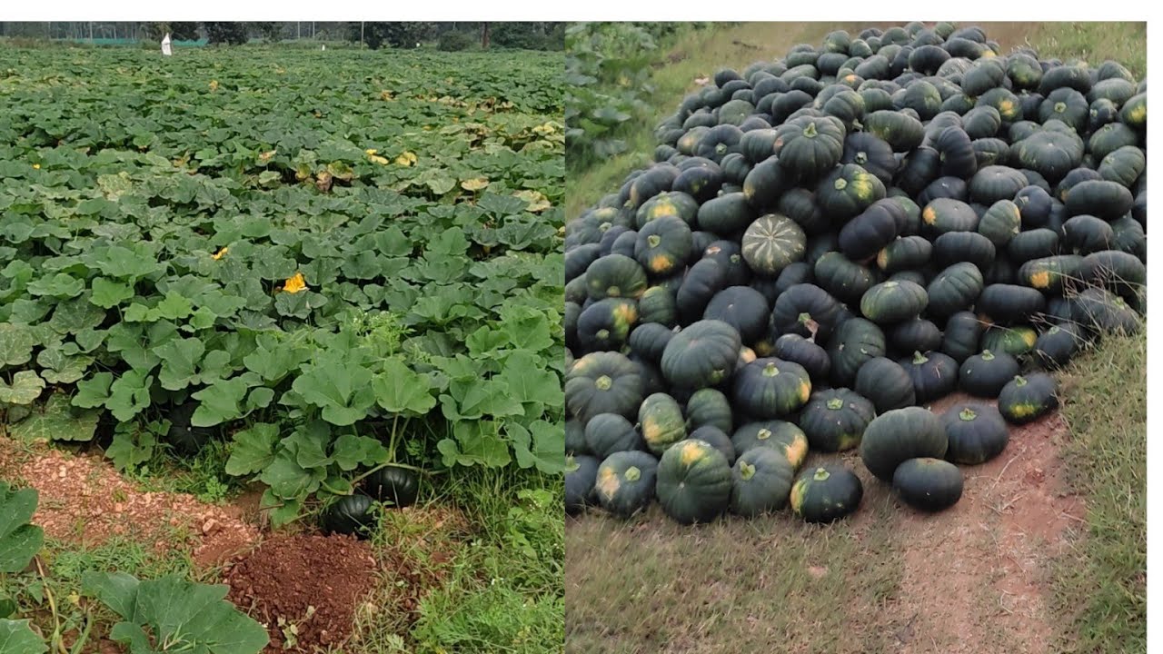 pumpkin hybrid seeds - YouTube