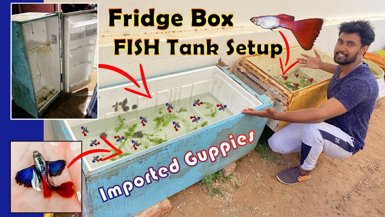 Fridge Box Fish Tank Setup🐠🐟 | Imported guppies | Nellai Monks - YouTube