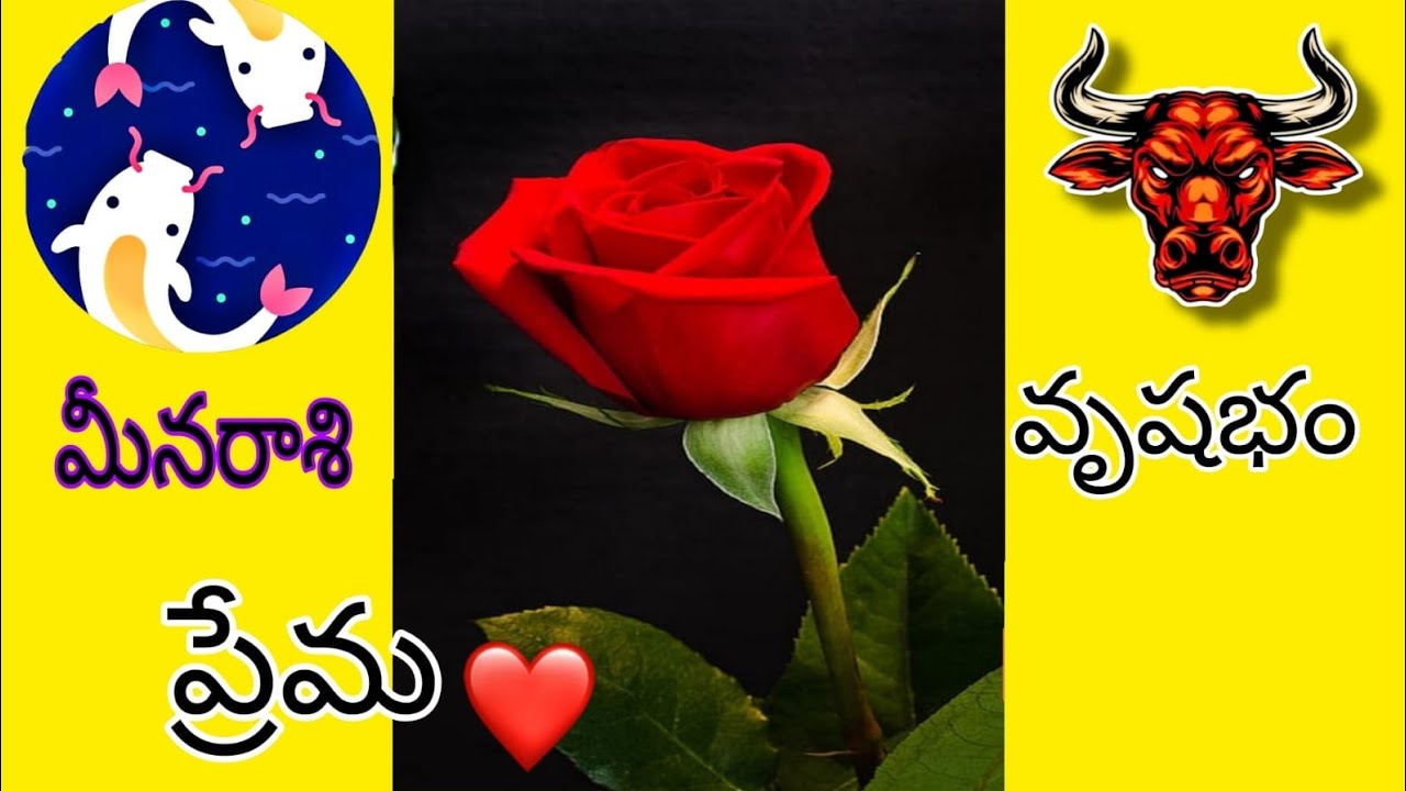 Meenarasi Vrushabrasi Love Life meenarasi-vrushabrasi-love-life