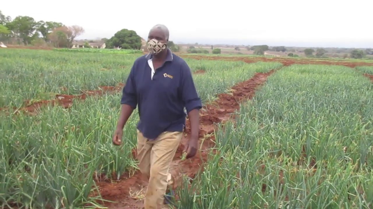 USO DE NOVAS TECNICAS NA PLANTACAO DE CEBOLA NO DISTRITO DE MOAMBA ...