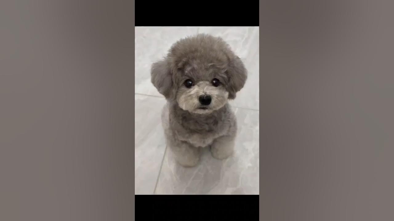 puppy dog apt rose - YouTube