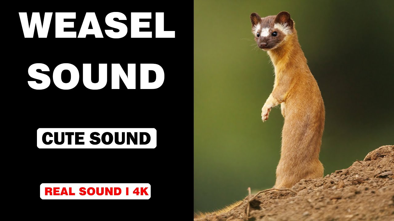 Real Weasel Sounds | High Quality | Cute Weasel Sound Experience! - YouTube