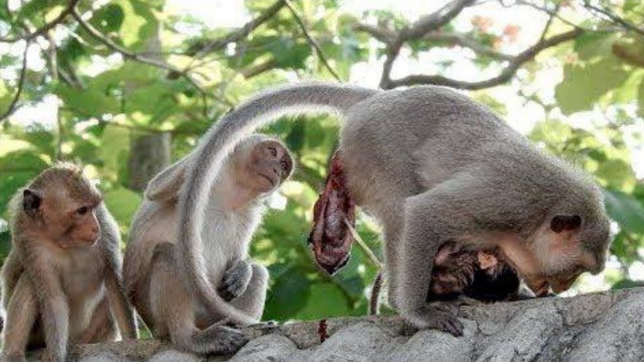 you don't believe your eyes, monkey give birth to cute baby 🐒 - YouTube