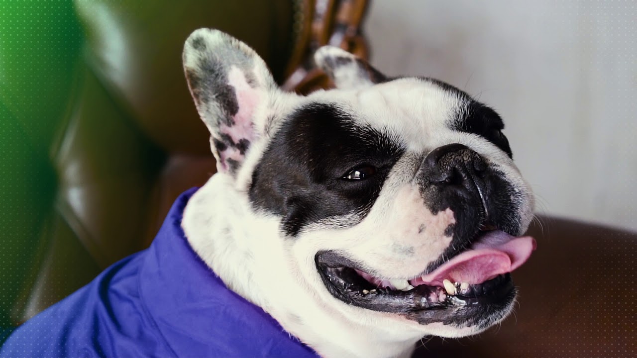 CAMON Dog Coat Collection 2019-2020 - YouTube