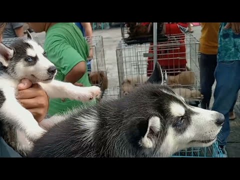 Dogs &Puppy's Price update @Grotto petshops - YouTube