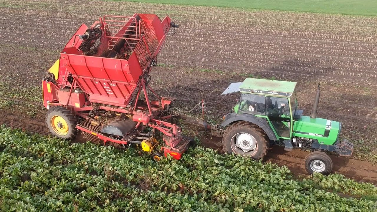 Fodder beet harvest - YouTube