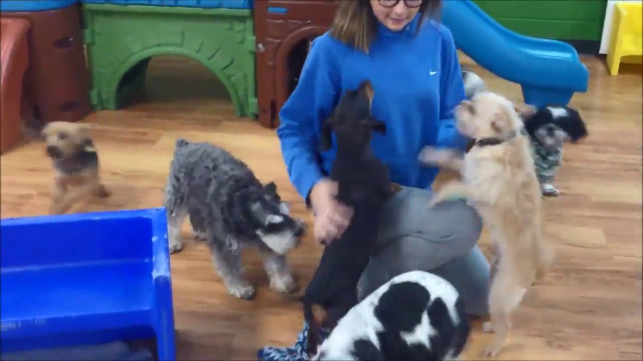 Wee Little Paws Inn 2018 Mid December - YouTube