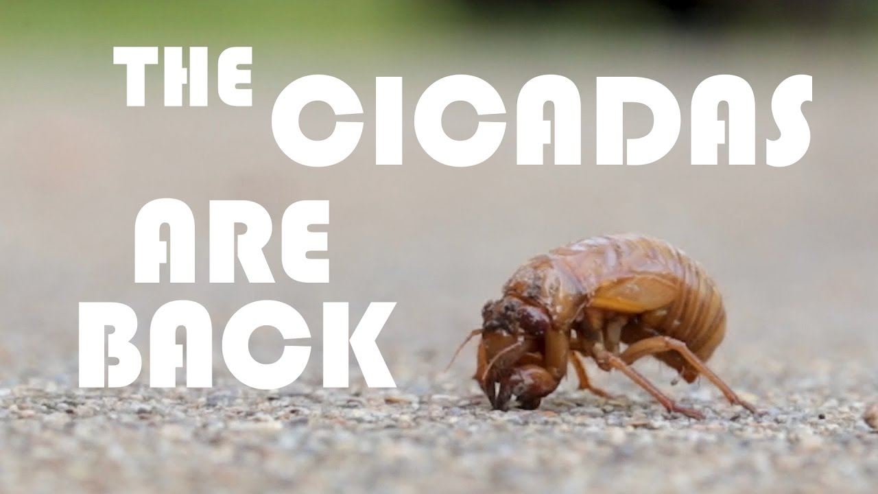 Cicada Dance - YouTube