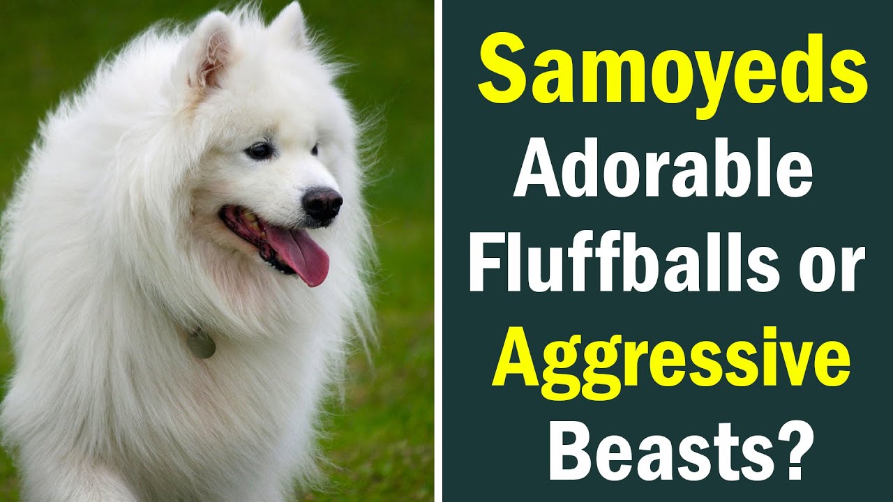 Are Samoyeds Aggressive? Separating Fact from Fiction - YouTube