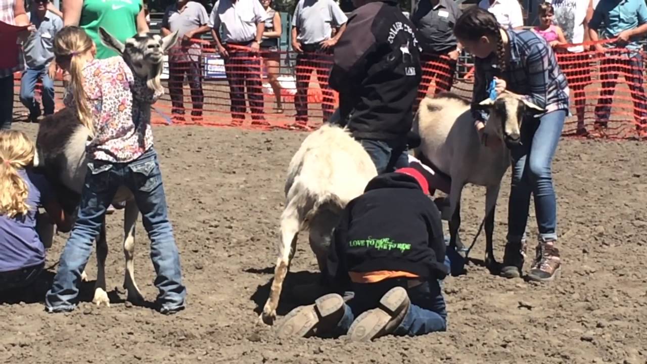 Wild Goat Milking- Sonoma County Fair 2016 - YouTube