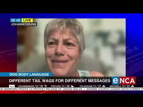 Discussion | Dog body language