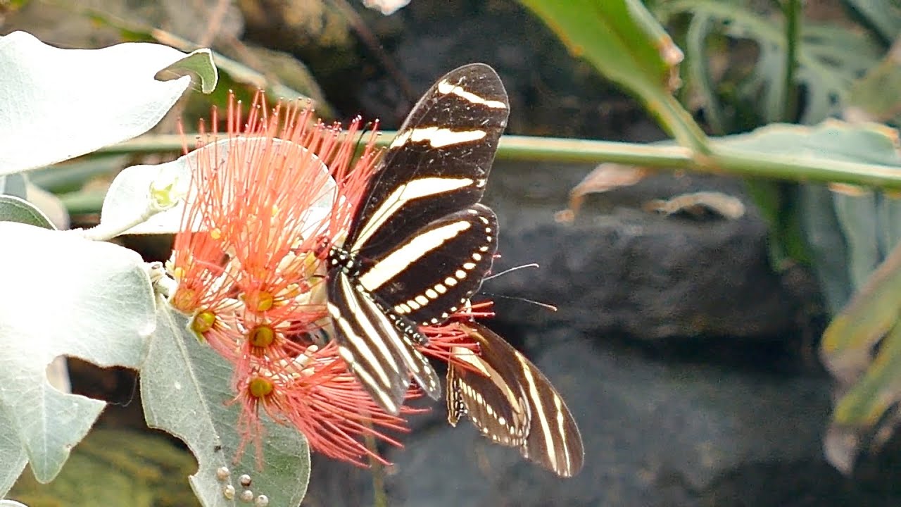 Relaxing UpBeat Music for Stress Relief with USEFUL INSECTS Over50 ...