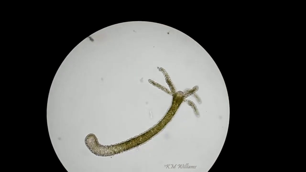 Hydra Under Microscope