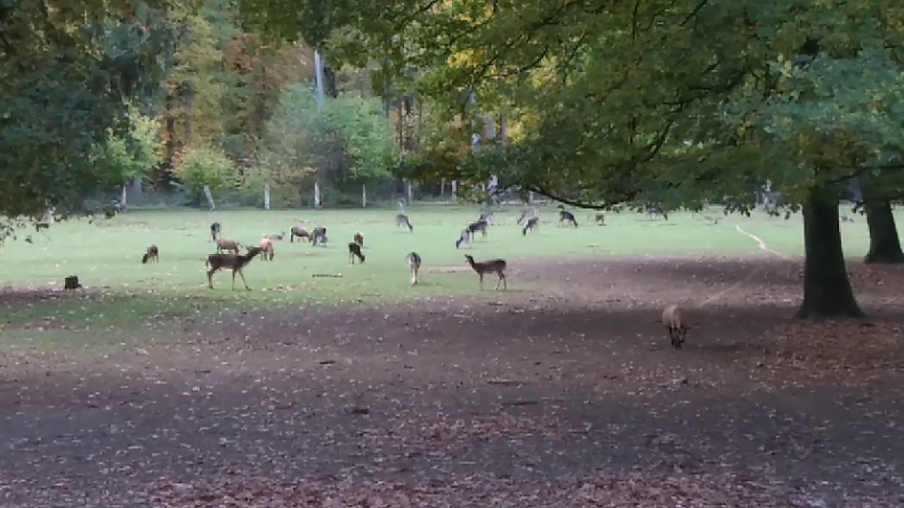 Burlend sikahert - YouTube