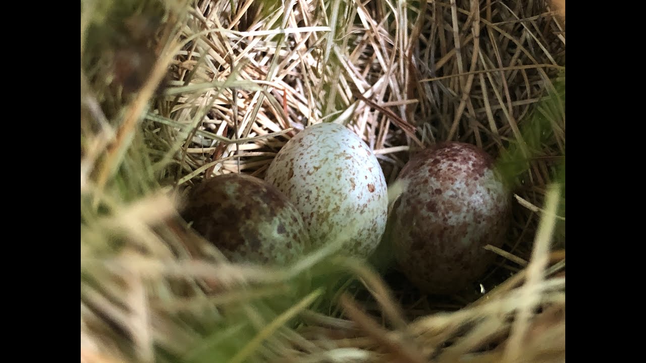 Ask the Naturalist: "Orphaned" birds - how you can help birds that ...