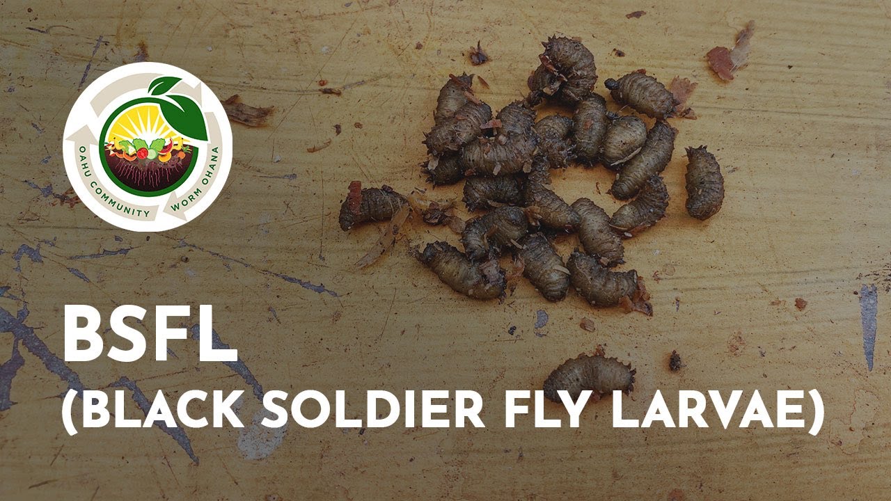 BSFL (Black Soldier Fly Larvae) - Oʻahu Community Worm Ohana - YouTube