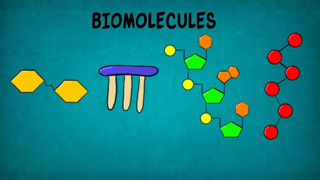 Biomolecules - Introduction to biochemistry - YouTube