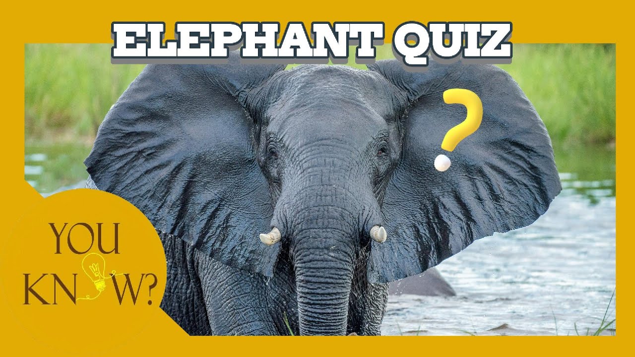🐘 “Only 1% Can Pass This Elephant Quiz 🐘 | Fun Facts Challenge” - YouTube