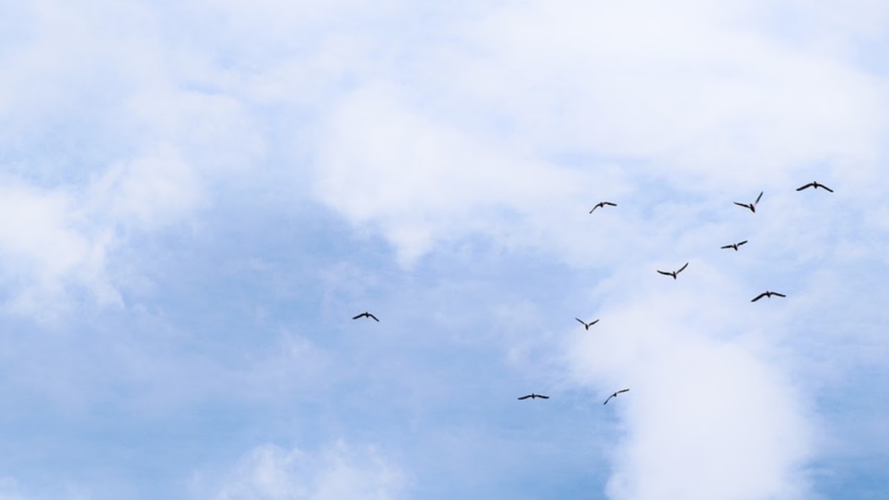 Datorika Live Stream - YouTube