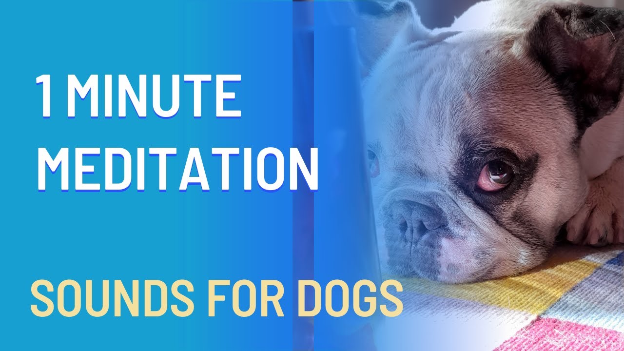 Relaxing Sounds for Rescue Dogs | Calming Sound Therapy for Dogs - YouTube