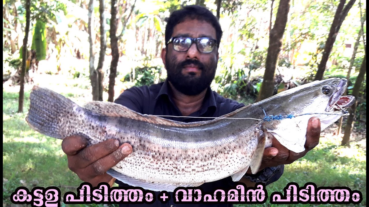 കട്ടളയും പിന്നെ വാഹയുടെ ചാകരയും|| Kerala Fishing Videos || Catla & Vaha ...