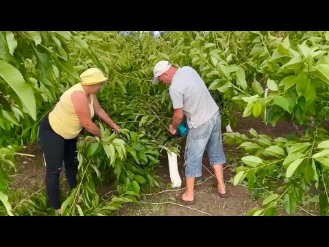 Tatlı kiraz bahçesine veda ediyor ☘️ ve bol miktarda sarımsak hasadı yapıyoruz.🌾