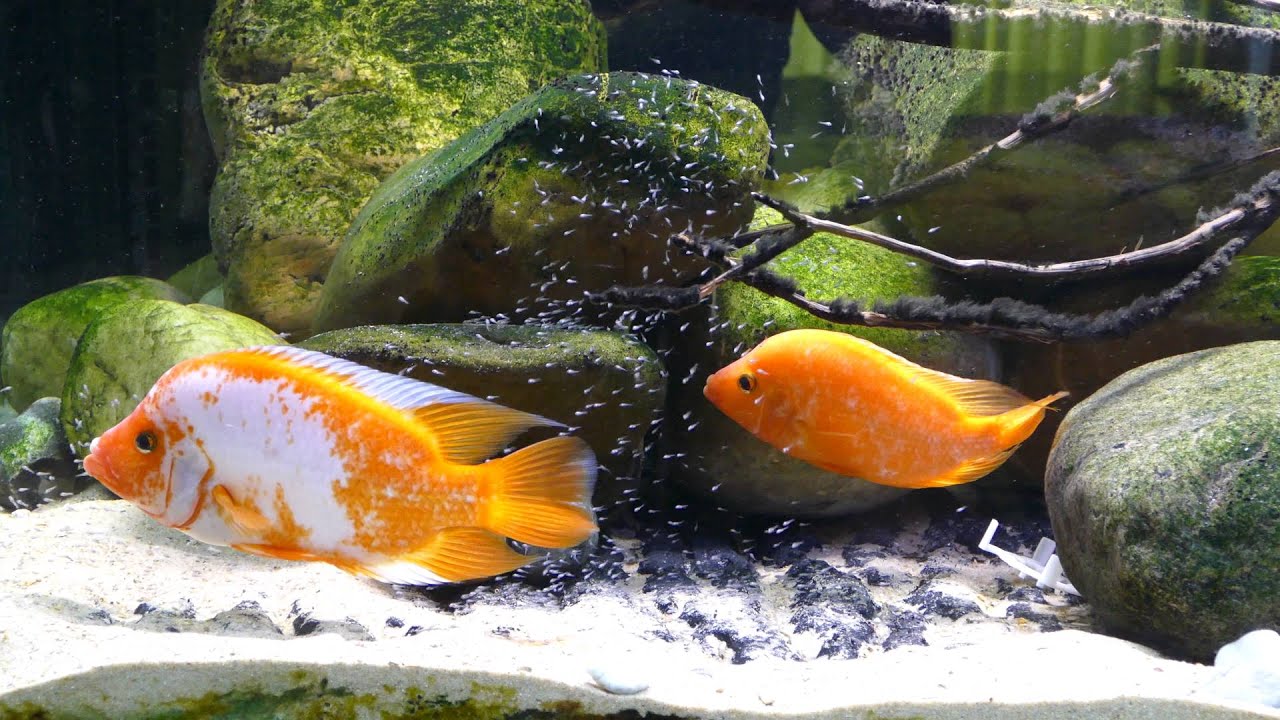 Amphilophus labiatus with fry part 2 (4K) - YouTube