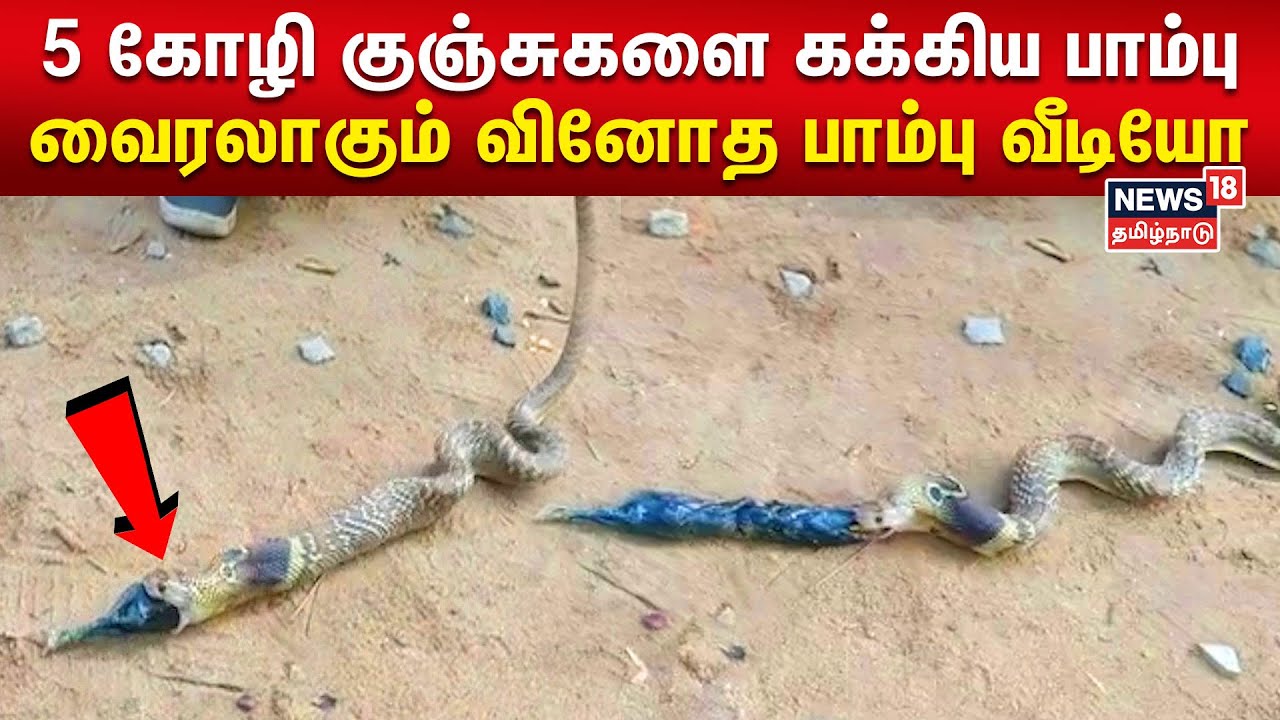 5 கோழி குஞ்சுகளை கக்கிய பாம்பு - வைரலாகும் வினோத பாம்பு வீடியோ | Snake ...