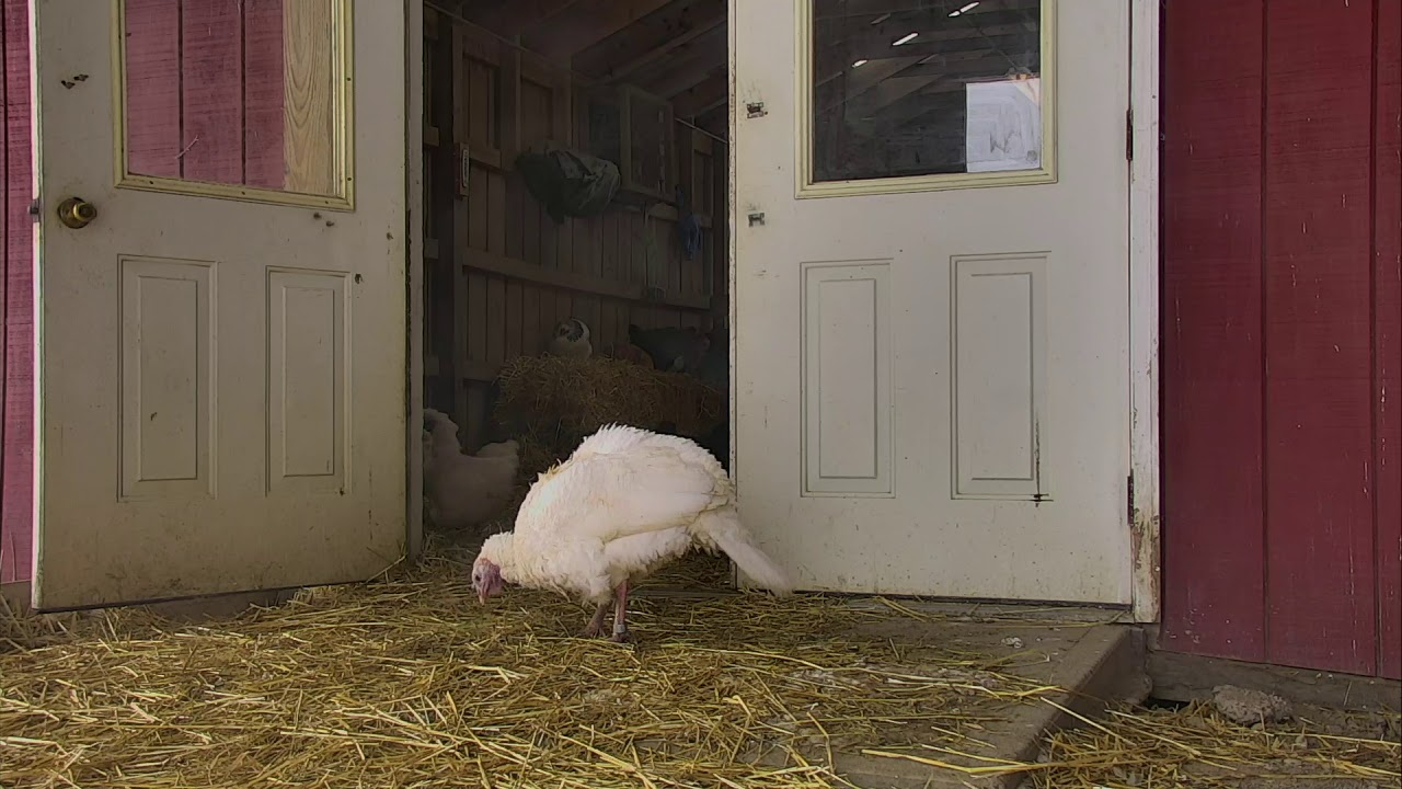 Turkey Barn Cam 03-10-2018 05:09:17 - 06:09:18 - YouTube