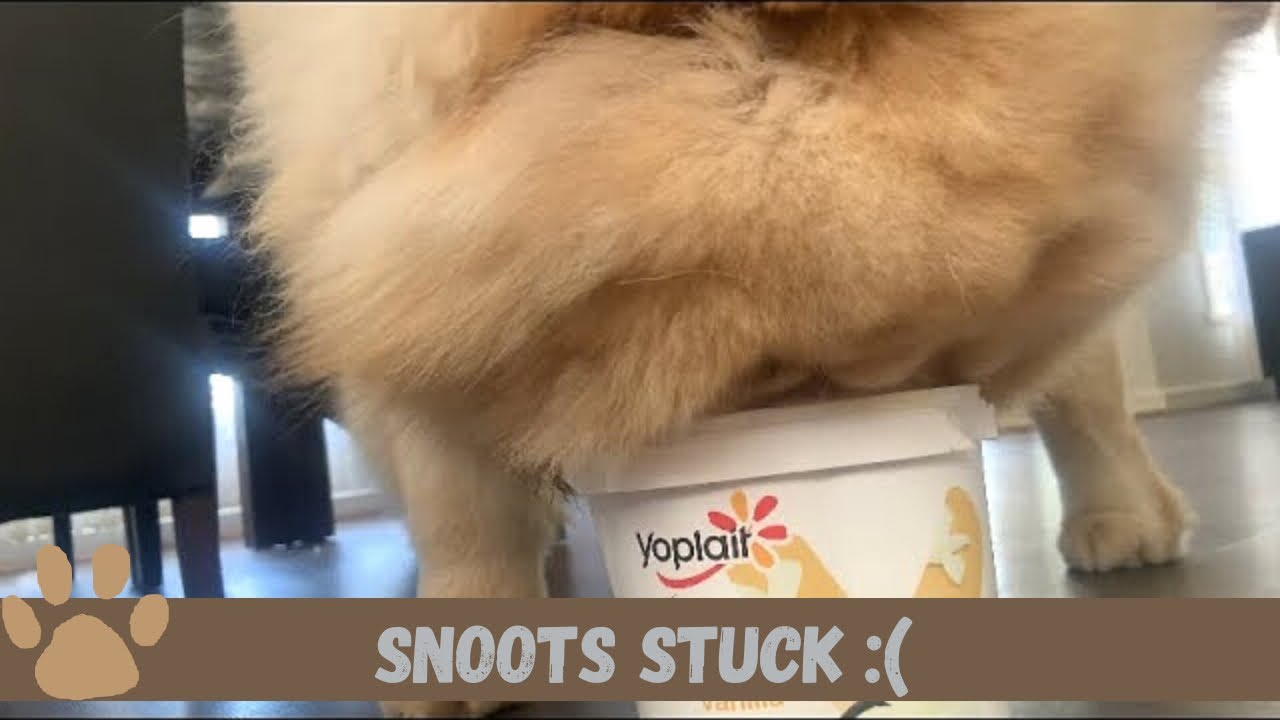 Chow Getting The Snoot Stuck Again - YouTube