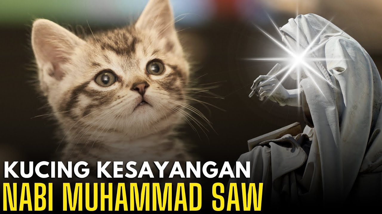 Keistimewaan Mueeza Kucing Kesayangan Rasulullah SAW!!! Kisah Tauladan ...