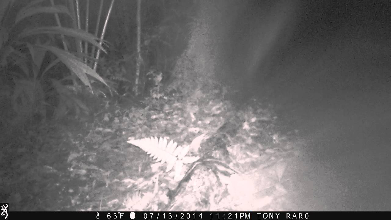 Big Tapir on a Trail Camera - YouTube