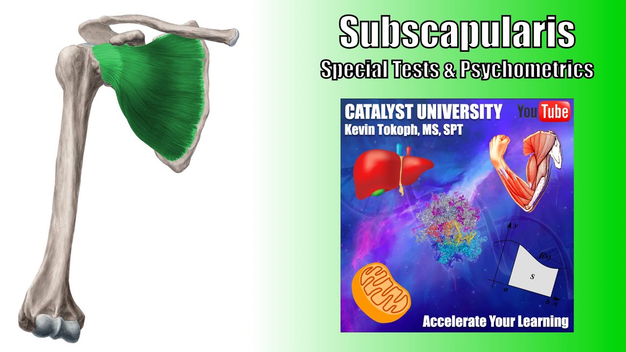 Subscapularis Tears | Special Tests | Rationale & Interpretation - YouTube