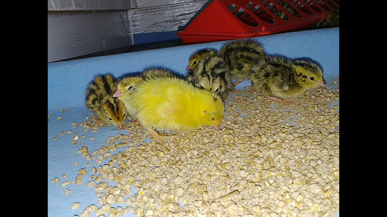 More baby Falb Fee and Pansy Fee Quail - YouTube