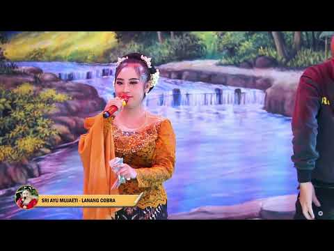 Sri Ayu Mujaeti Lanang Cobra YUDHA PUTRA Live Lamarantarung