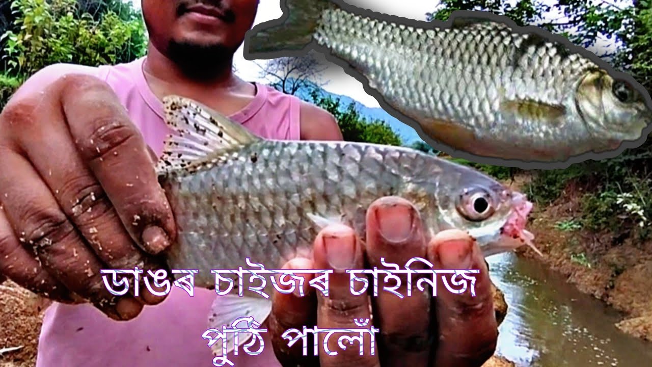 sor puthi/baam fish/big size sor puthi/assamese fishing/hookfishing ...