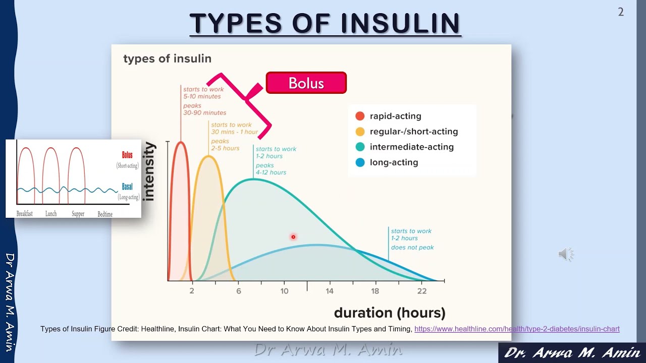 Types of Insulin (Basal-Bolus) Regimen - YouTube