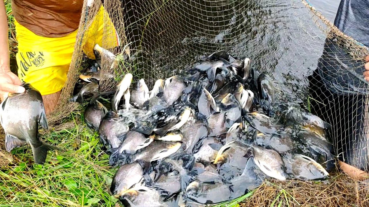 Pesca com rede e soltura dos peixes no tanque de engorda - YouTube