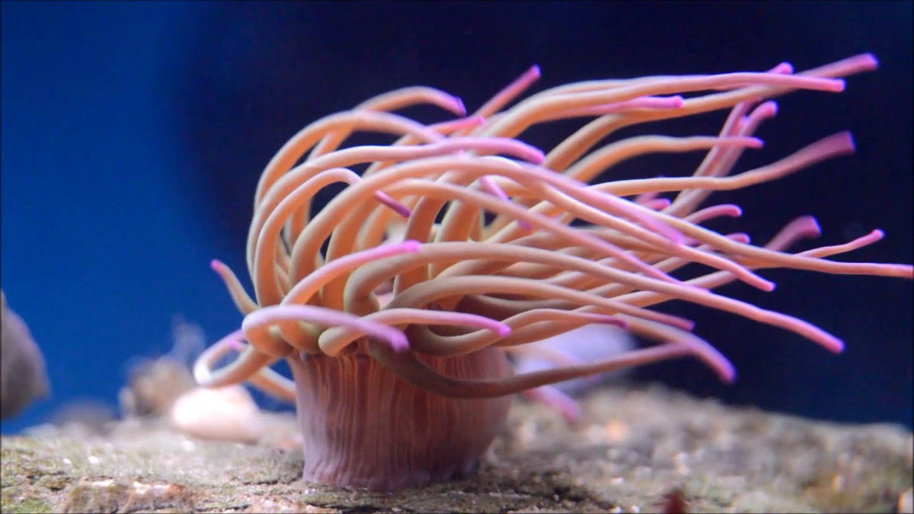 My cold saltwater rockpool aquarium, 2 - YouTube