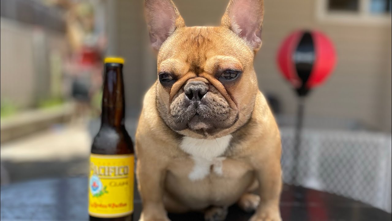 2 Micros 1 Nano Frenchie in Action: 12 months old!! - YouTube