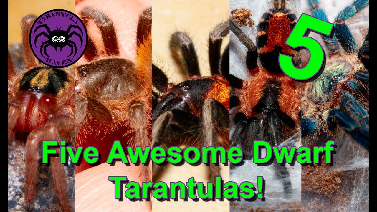 Five Awesome Dwarf Tarantulas! - YouTube