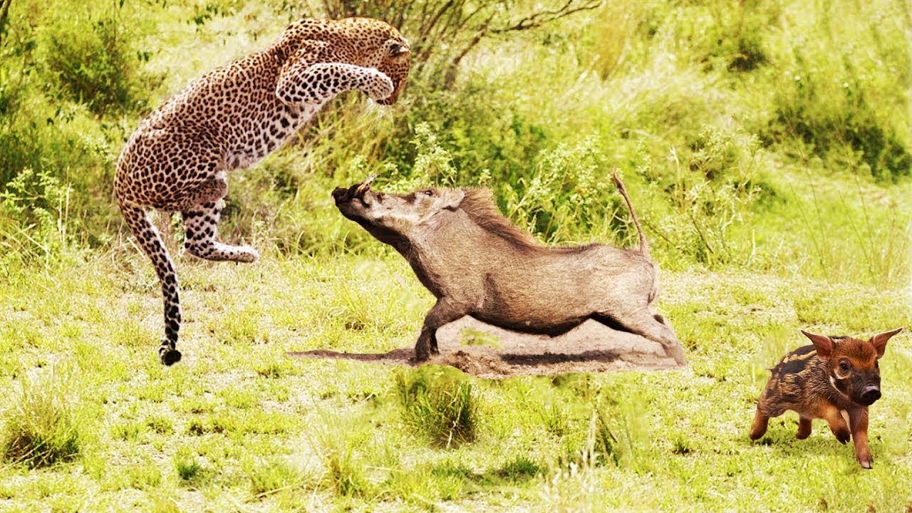 Held Mutter Eber Rette Baby Von Der Gepardenjagd. Warthog Vs Leopard ...