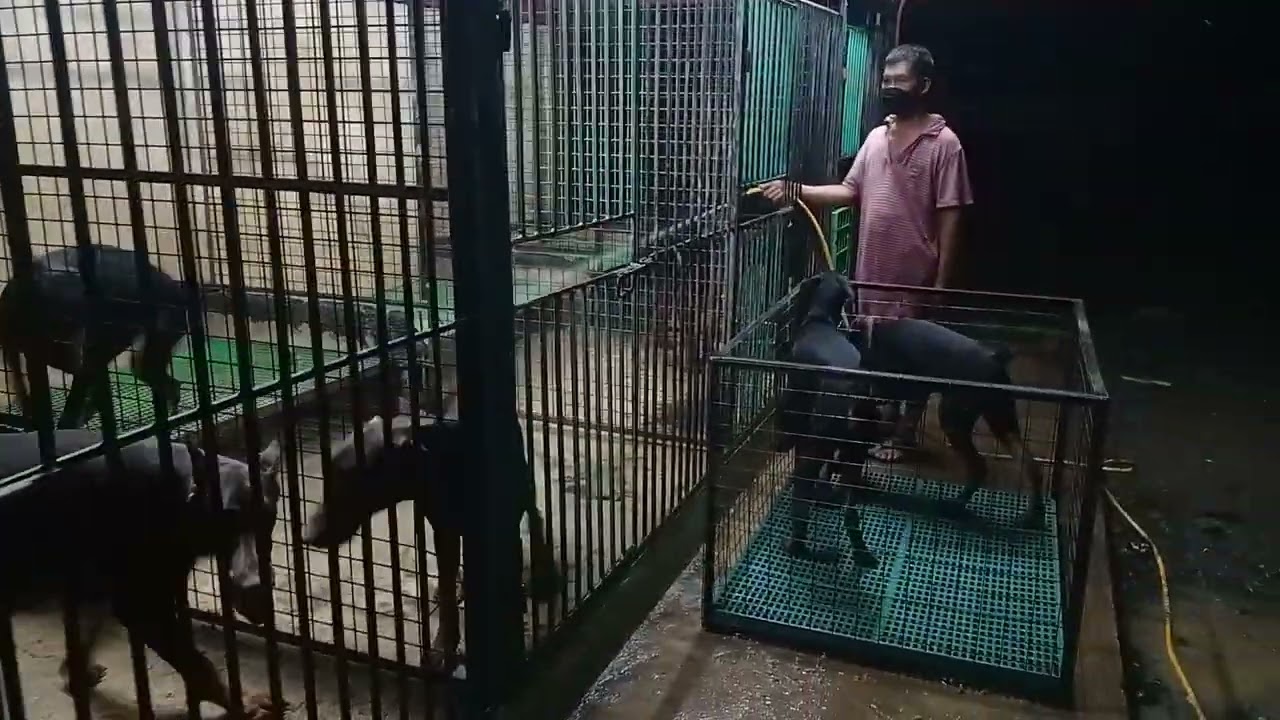 Pure Russian doberman in misamis oriental ️ - YouTube