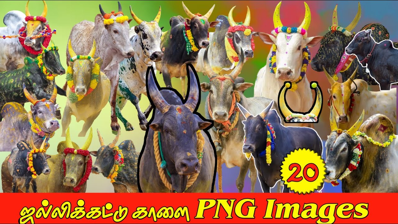 Jallikattu kaalai png image HD jallikattu kaalai PNG photos - YouTube