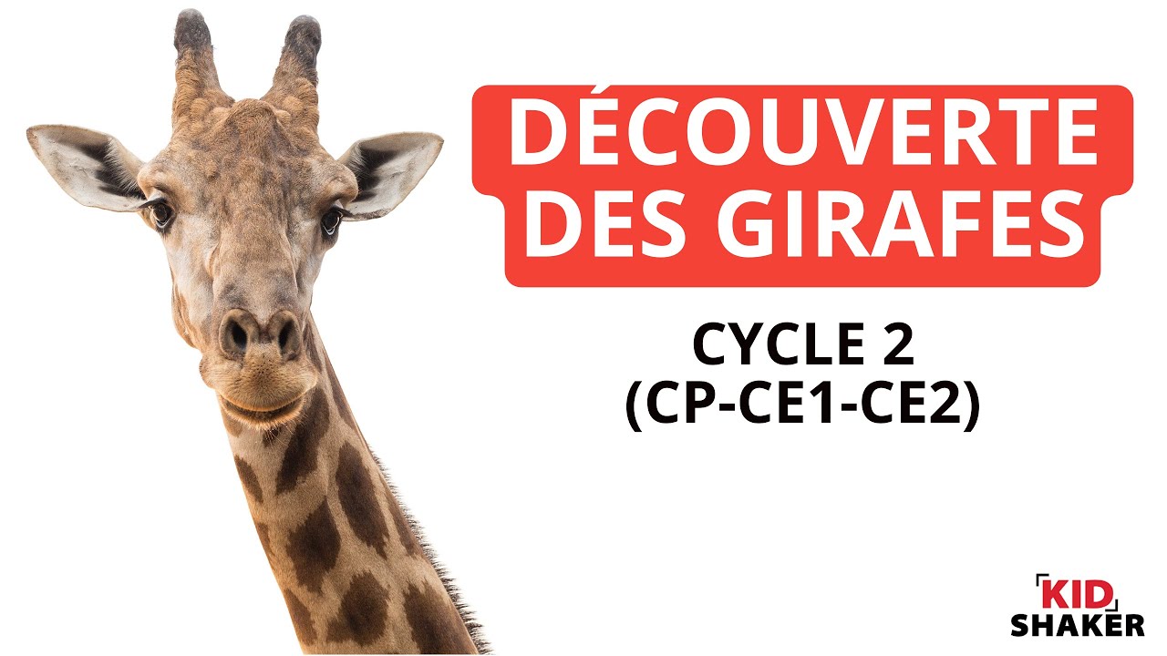 Découverte des girafes cycle 2 (CP-CE1-CE2) - YouTube