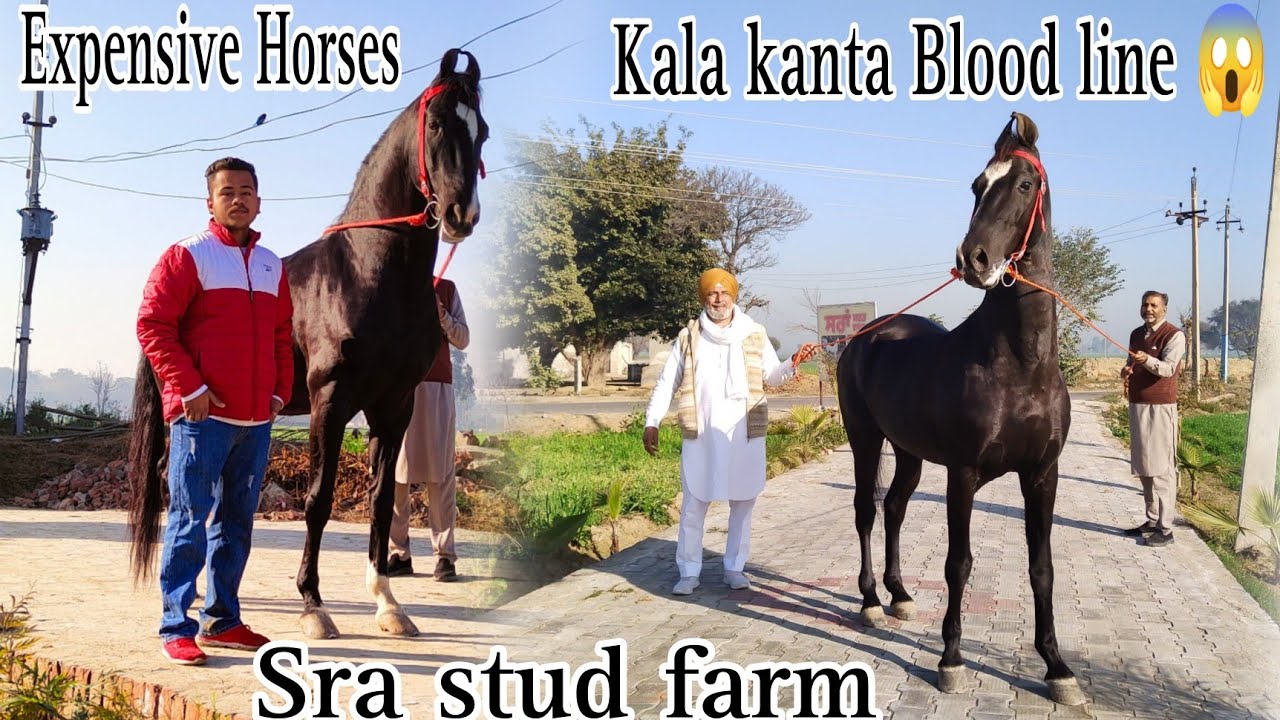 Beautiful and Expensive horses at sra stud farm😱// Kala kanta Blood ...
