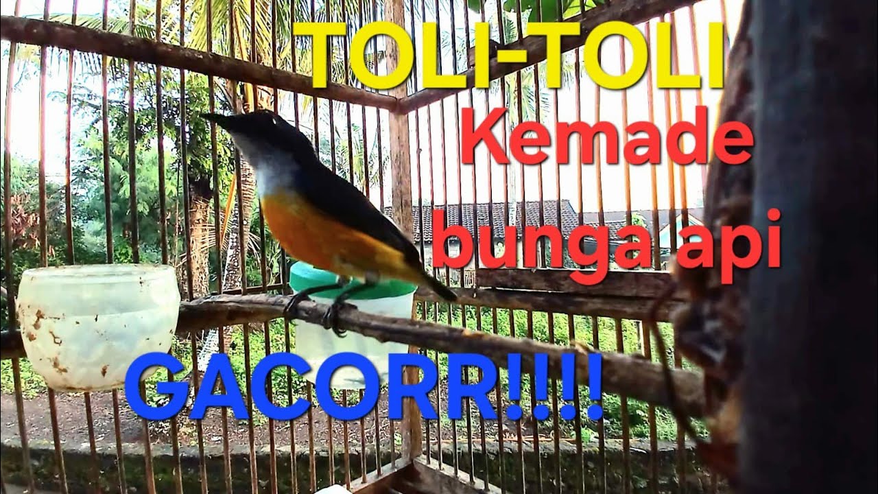 SUARA BURUNG KEMADE BUNGA API TOLI-TOLI GACOR - YouTube