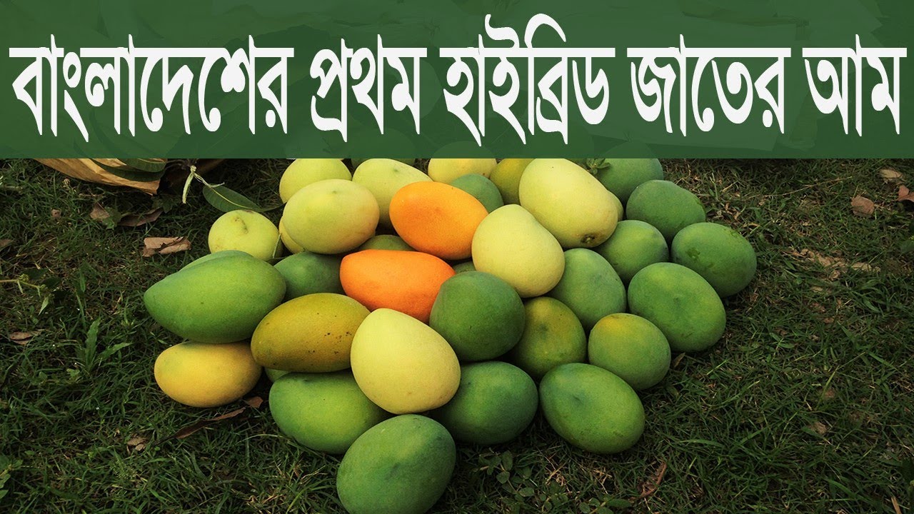 First hybrid mango variety in Bangladesh | BARI Mango-4 | বাংলাদেশের ...